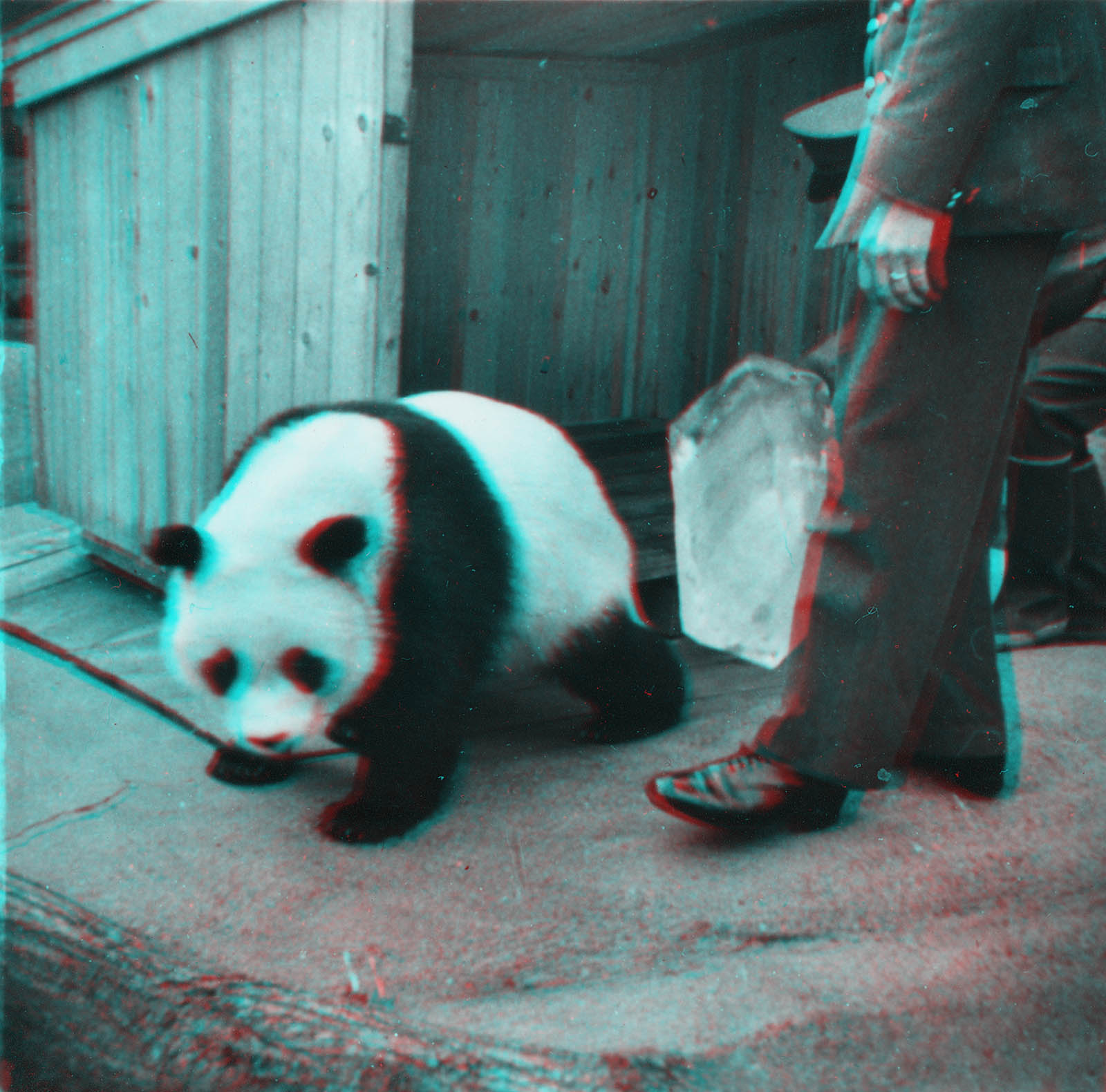 VistaScreen's "Chi-Chi the Giant Panda": Why does this even exist ...
