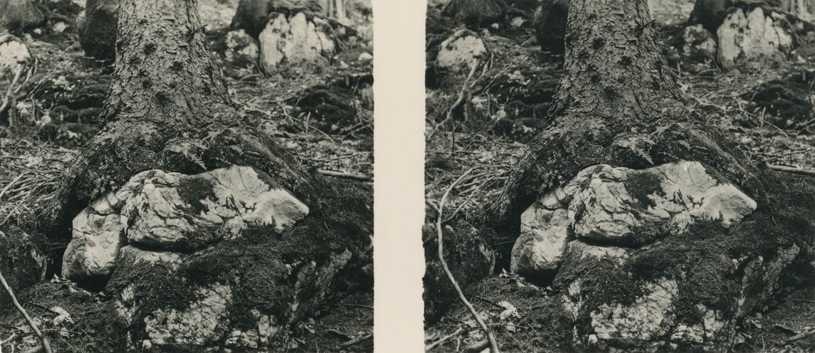 Aus der Lebensgemeinschaft des Waldes - The German Forest in 3D ...