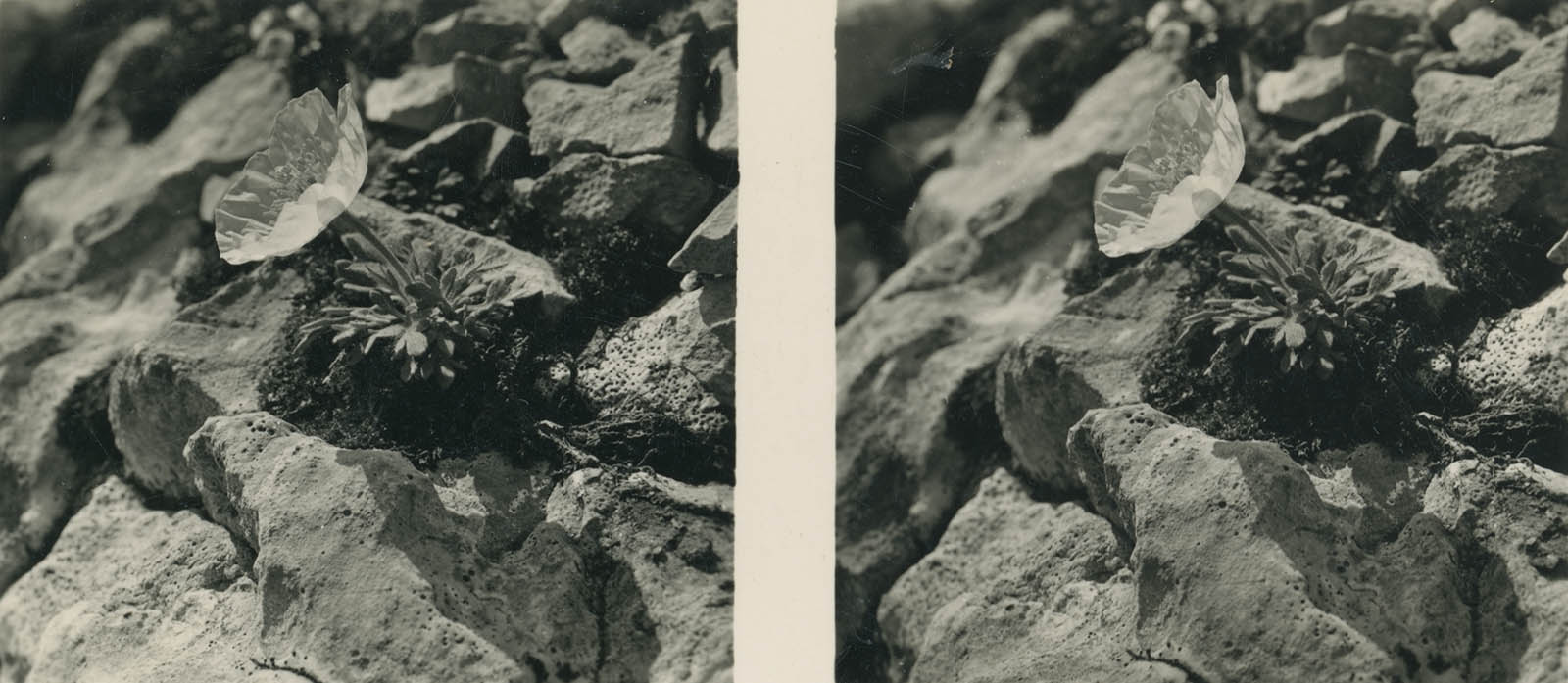 Aus der Lebensgemeinschaft des Waldes - The German Forest in 3D ...