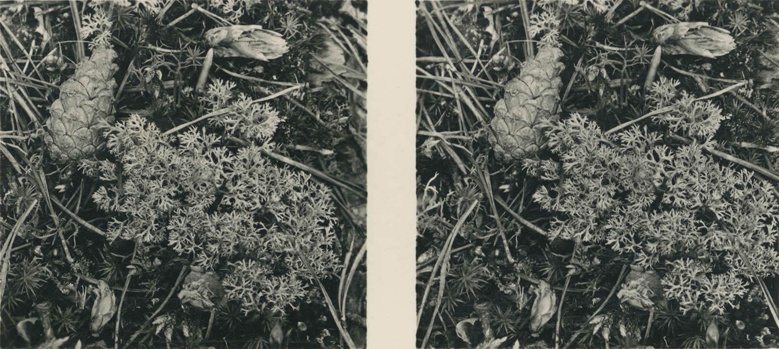 Aus der Lebensgemeinschaft des Waldes - The German Forest in 3D ...